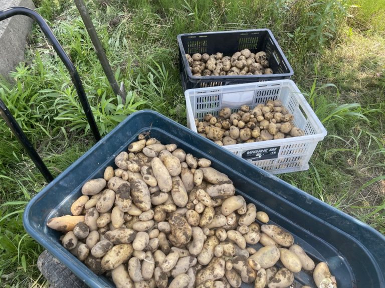 じゃがいも豊作！ - 鎌田アレクシッチさやかのブログ - FM新潟 パーソナリティ